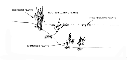 Aquatic Weed Control