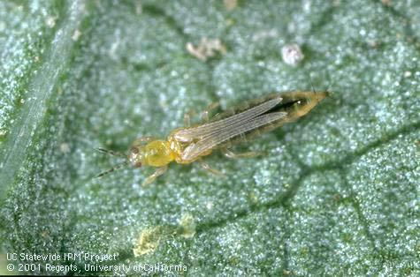 Thrips - Lawn and Garden at cooperseeds.com