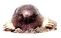 Moles - Do It Yourself Pest Control at cooperseeds.com