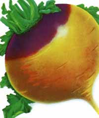 Vegetable Seeds at cooperseeds.com