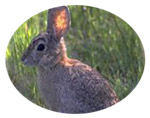 Planting for Rabbit - Wildlife Seeds at cooperseeds.com