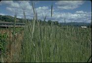 Planting for Deer - Wildlife Seeds at cooperseeds.com