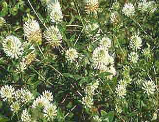 Yuchi Arrowleaf Clover at cooperseeds.com