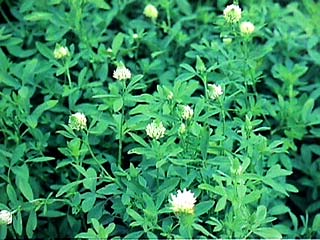 Planting for Deer - Wildlife Seeds at cooperseeds.com
