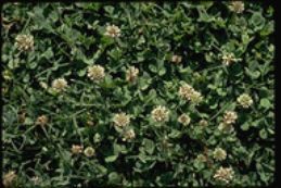 Planting for Deer - Wildlife Seeds at cooperseeds.com