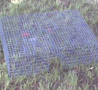 Live Animal Traps at cooperseeds.com