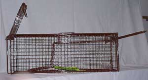 Live Animal Traps at cooperseeds.com