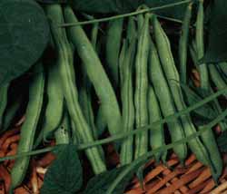 Vegetable Seeds at cooperseeds.com