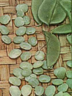 Sieva Lima Bean at cooperseeds.com