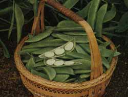 Jackson Wonder Lima Bean at cooperseeds.com