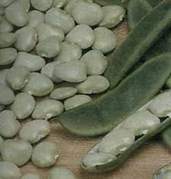 Burpee Improved Bush Lima Bean at cooperseeds.com