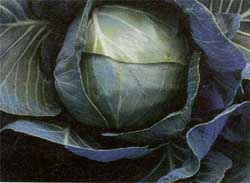 Vegetable Seeds at cooperseeds.com