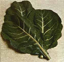 Vegetable Seeds at cooperseeds.com