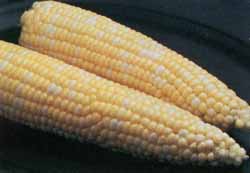 Vegetable Seeds at cooperseeds.com