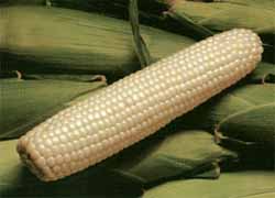 Vegetable Seeds at cooperseeds.com