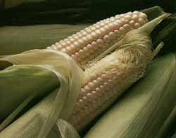 Vegetable Seeds at cooperseeds.com