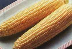 Truckers Favorite Yellow O.P. Corn at cooperseeds.com