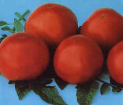 Vegetable Seeds at cooperseeds.com