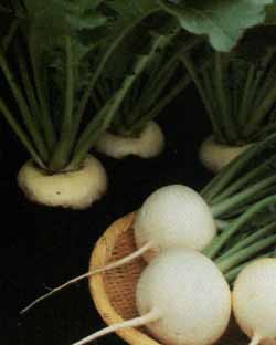 White Lady Hybrid Turnip at cooperseeds.com
