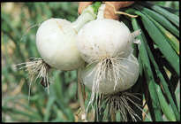 Vegetable Seeds at cooperseeds.com