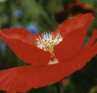 Wildflower Seeds at cooperseeds.com