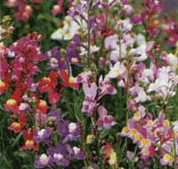 Spurred Snapdragon at cooperseeds.com