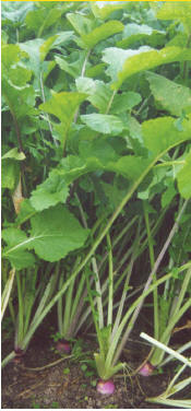 Planting for Deer - Wildlife Seeds at cooperseeds.com