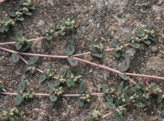 Spotted Spurge Control - Do It Yourself Pest Control at cooperseeds.com